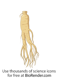Free Ginseng (roots) Icons, Symbols & Images | BioRender