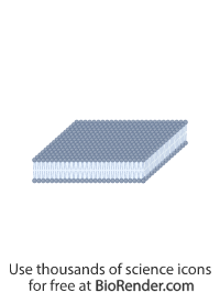 Free Membrane (phospholipid bilayer, short) Icons, Symbols & Images ...