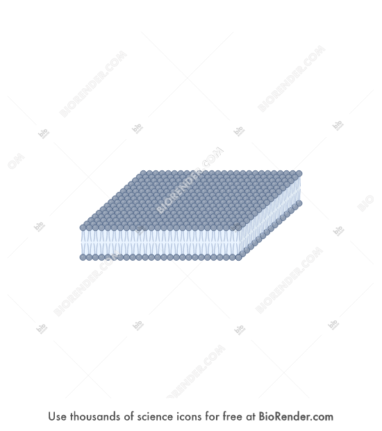 Free Phospholipid membrane (sheet) Icons, Symbols & Images | BioRender