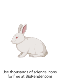 Free Rabbit Icons, Symbols & Images | BioRender
