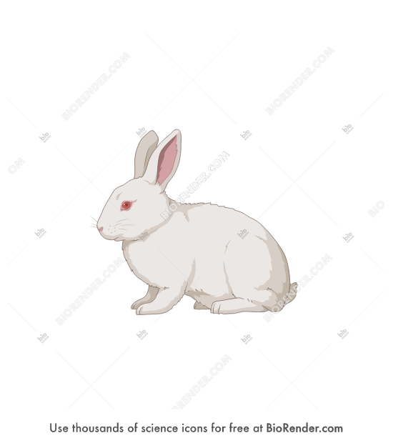 Free Rabbit Icons, Symbols & Images | BioRender
