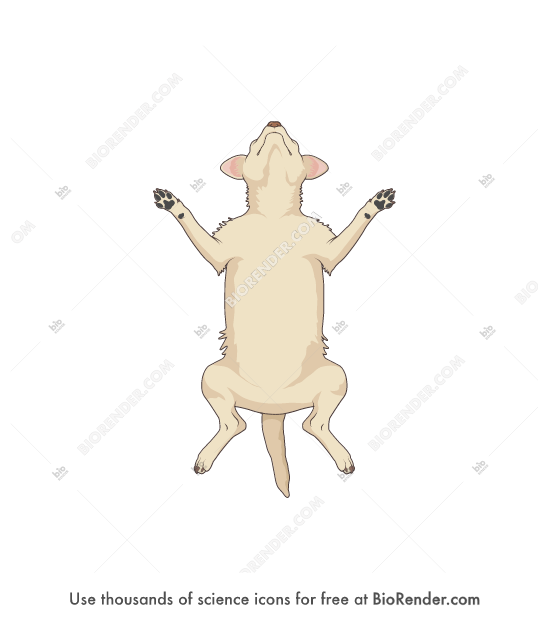 Free Dog (supine) Icons, Symbols & Images | BioRender