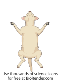 Free Dog (supine) Icons, Symbols & Images | BioRender