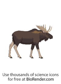 Free Moose (male) Icons, Symbols & Images | BioRender