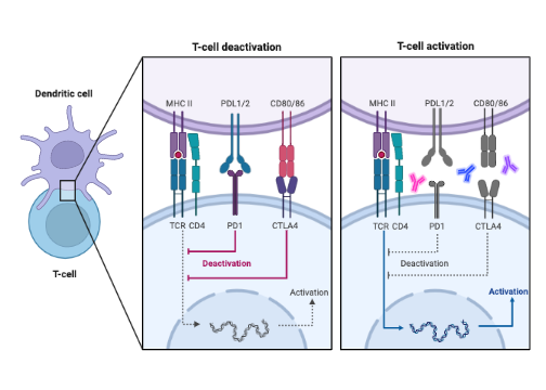 T Cell Deactivation Vs Activation Biorender Science Templates