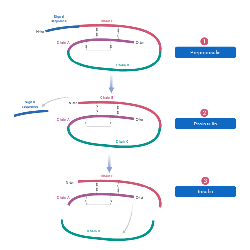 Insulin Post-translational Modification | BioRender Science Templates Insulin Post-translational Modification | BioRender Science Templates