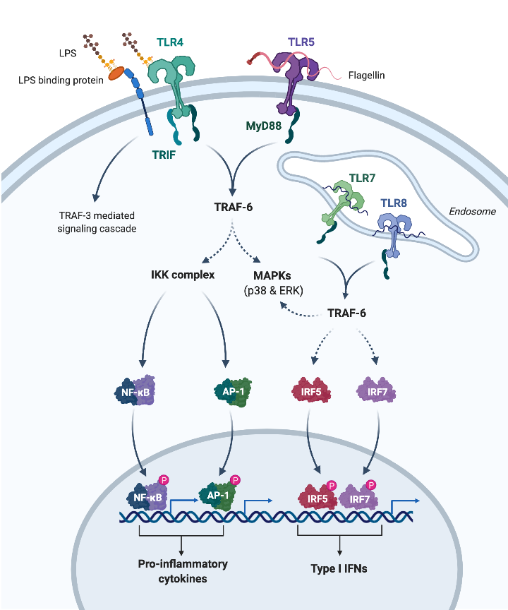 TLR4/5/7/8 Signaling Cascade | BioRender Science Templates