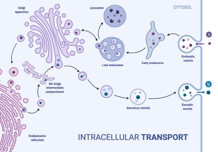 Intracellular Transport | BioRender Science Templates