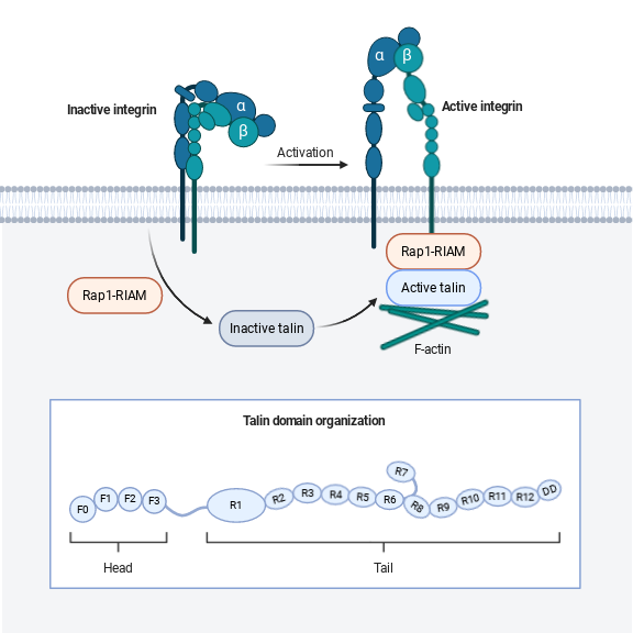 Talin Domains and Activation | BioRender Science Templates