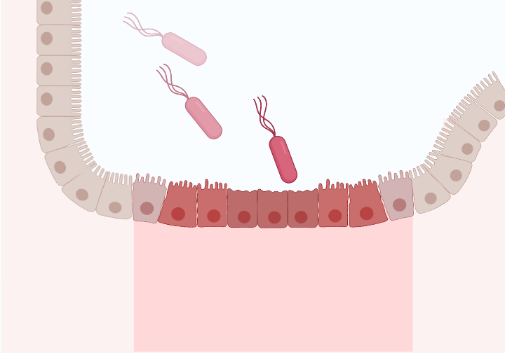 Intestinal Epithelium (Damaged) | BioRender Science Templates