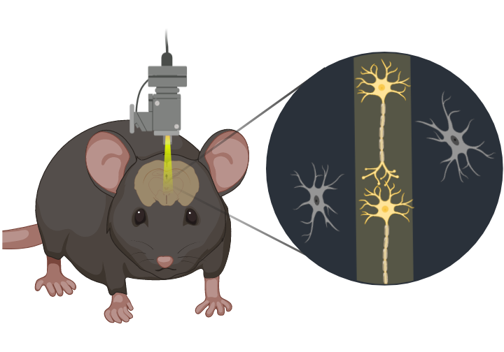 Optogenetics (Mini-microscope) | BioRender Science Templates