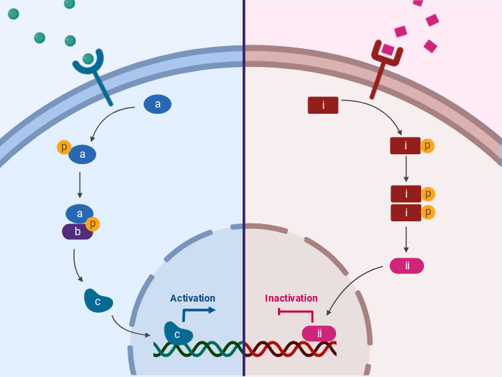 Blank Comparison Pathway | BioRender Science Templates