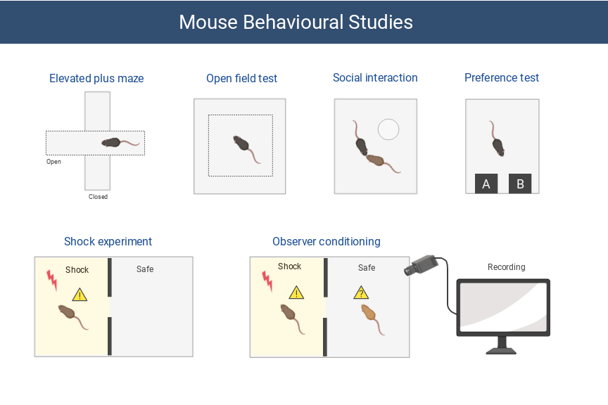 Mouse Behavioral Studies | BioRender Science Templates