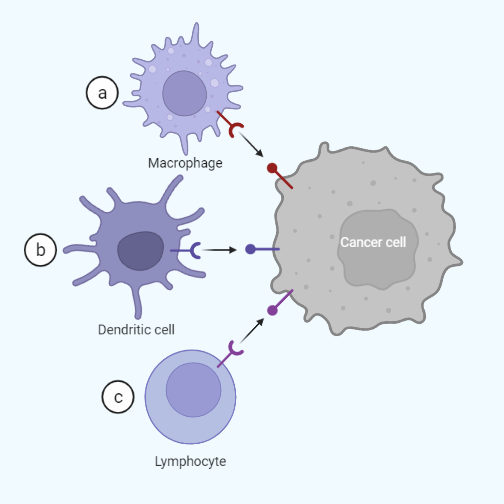 Comparing Multi-Cell Interactions | BioRender Science Templates