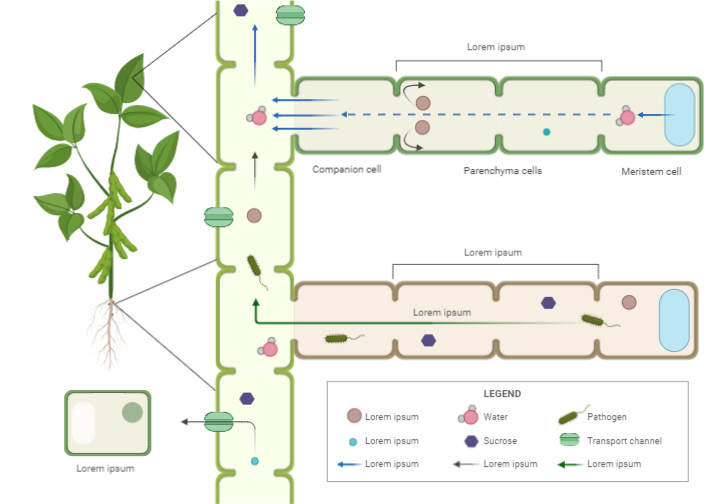 Plant Transport | BioRender Science Templates