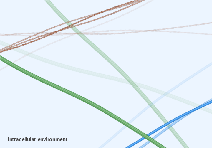Cytoskeleton | BioRender Science Templates