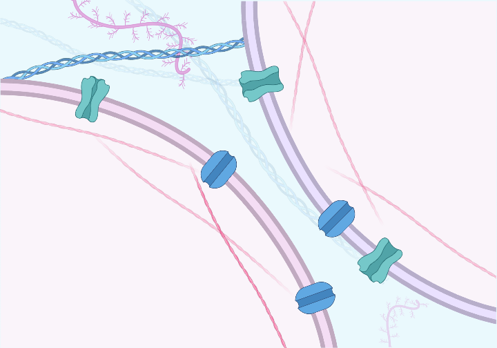 ECM (2 Cell Interaction) | BioRender Science Templates