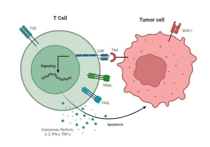 CAR-Engrafted T cell and Tumor Cell | BioRender Science Templates