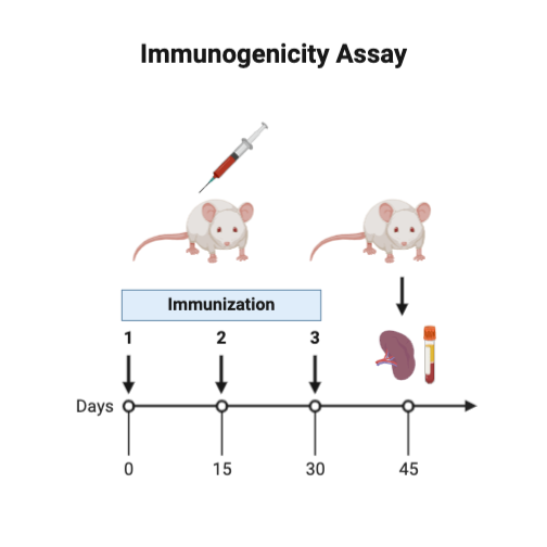 Immunogenicity Assay | BioRender Science Templates