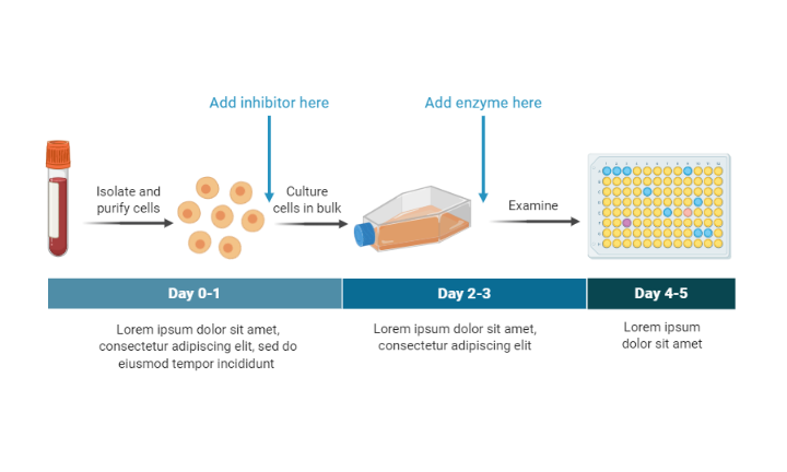 Cell Culture | BioRender Science Templates