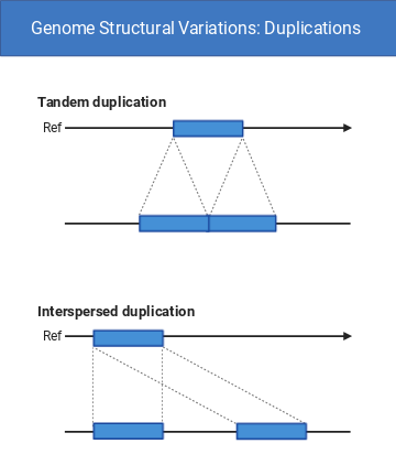 Genome Structural Variation: Duplications | BioRender Science Templates