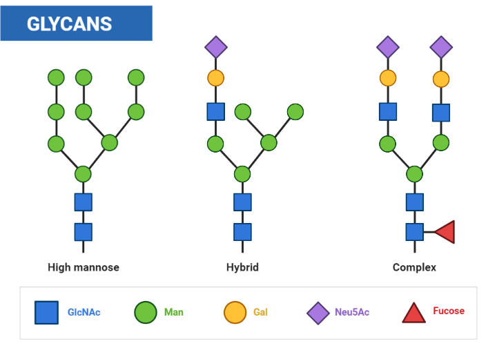 Glycans 1 | BioRender Science Templates