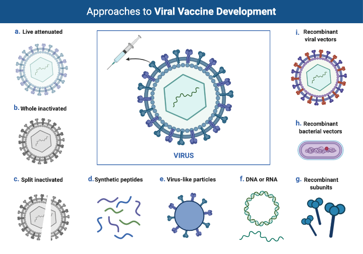Approaches to Viral Vaccine Development | BioRender Science Templates