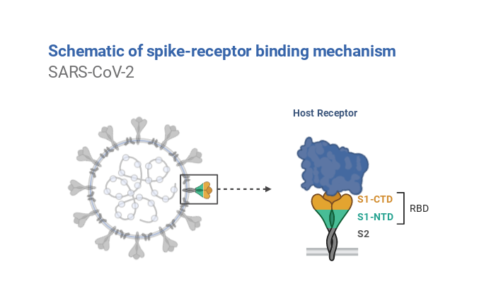 Schematic of Spike-Receptor Binding Mechanism of SARS-CoV-2 | BioRender ...