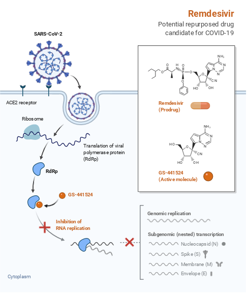 Remdesivir: Potential Repurposed Drug Candidate for COVID-19 (Portrait ...