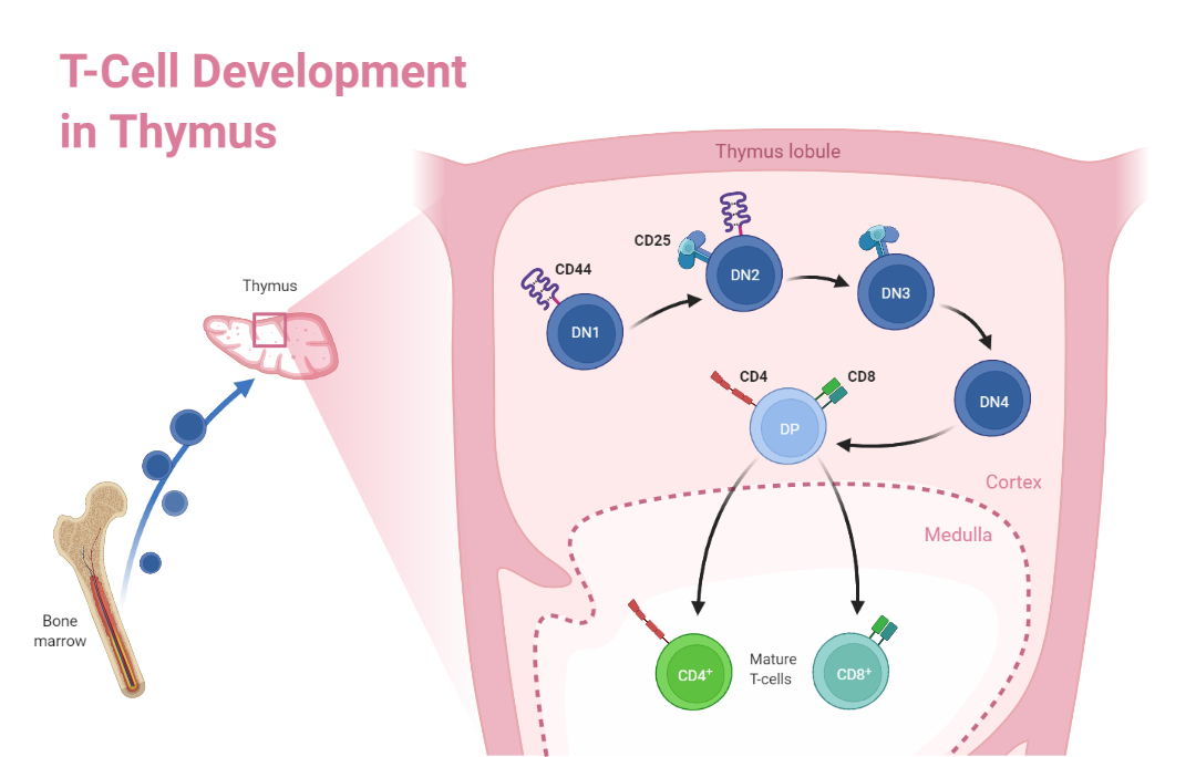 T-Cell Development in Thymus 2 | BioRender Science Templates