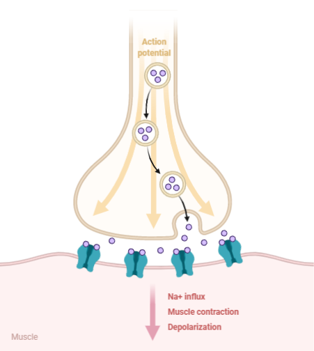 Neuromuscular Junction | BioRender Science Templates