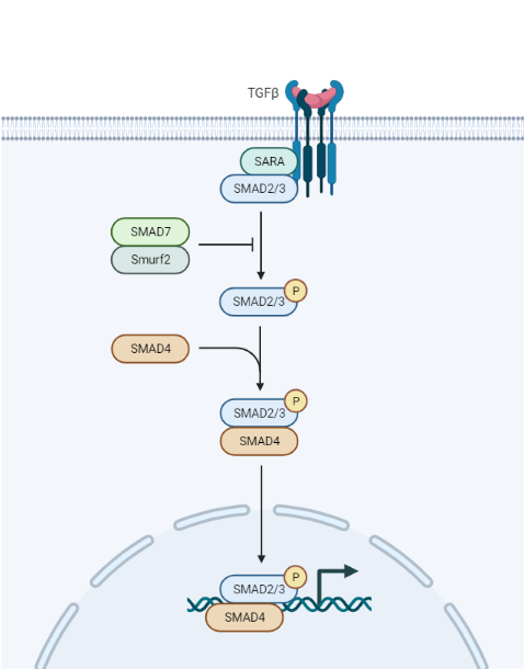 TGF-Beta Signaling Pathway | BioRender Science Templates