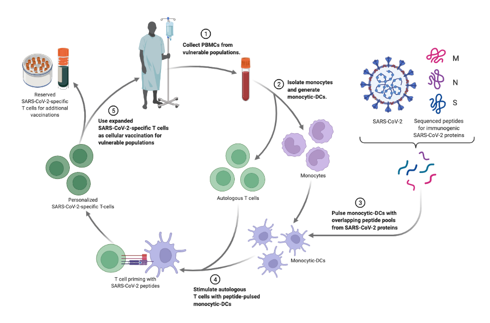 Personalized Cell Therapies to Combat COVID-19 | BioRender Science ...