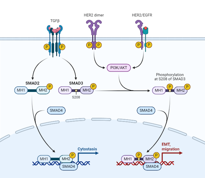 HER2/EGFR Signaling Pathway in Breast Cancer | BioRender Science Templates