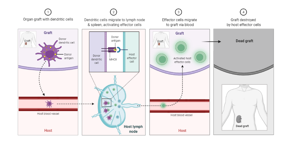 Cellular Mechanism of Graft Rejection | BioRender Science Templates