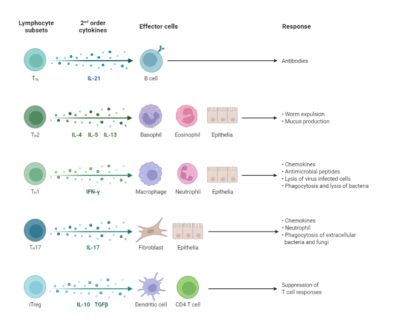 Effector Response Induced by 2nd Order Cytokines | BioRender Science ...