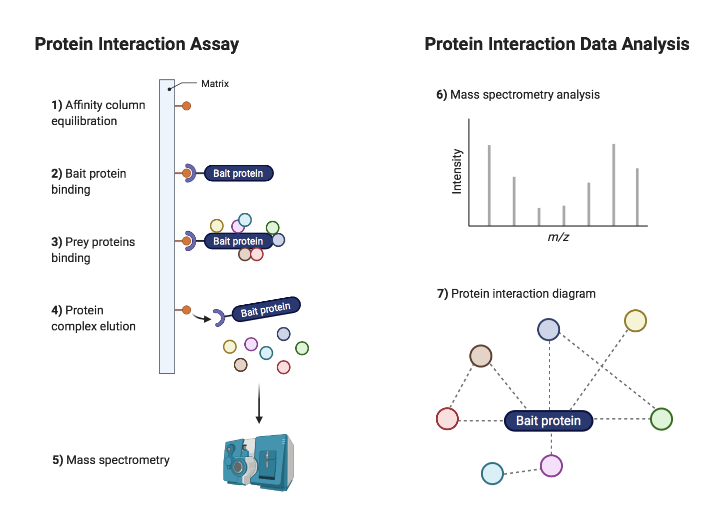 Protein Interaction Workflow | BioRender Science Templates