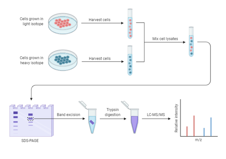 Stable Isotope Labeling by/with Amino Acids in Cell Culture (SILAC ...