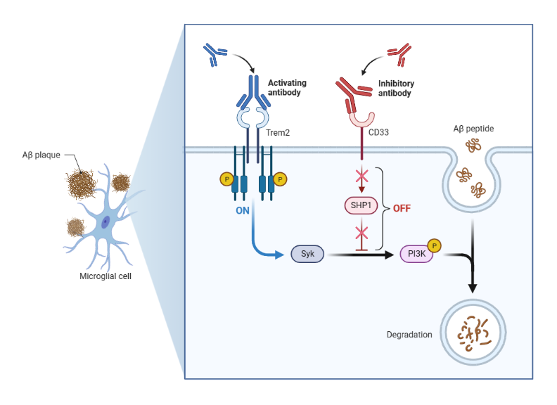 Microglial Trem2- and CD33-Targeting Antibodies in Alzheimer’s Disease ...