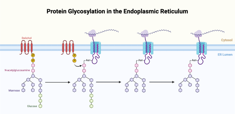 Protein Glycosylation in the ER | BioRender Science Templates