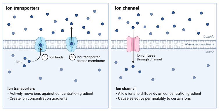 Ion Transporters and Ion Channels in Neuronal Membranes | BioRender ...