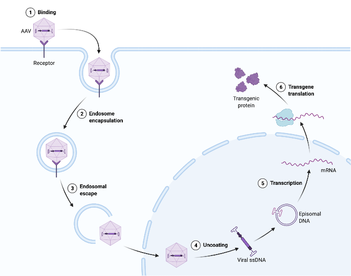AAV Vector Infection | BioRender Science Templates