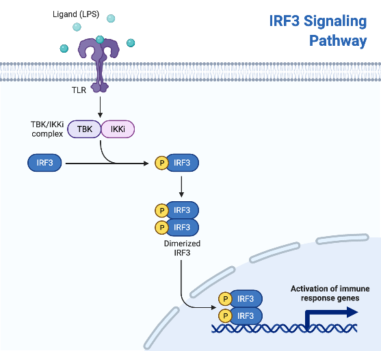 Irf3 Signaling Pathway Biorender Science Templates