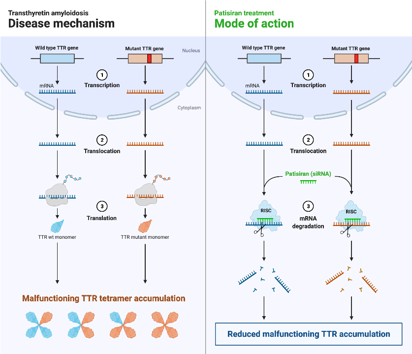 Patisiran RNAi Therapeutic Mechanism | BioRender Science Templates