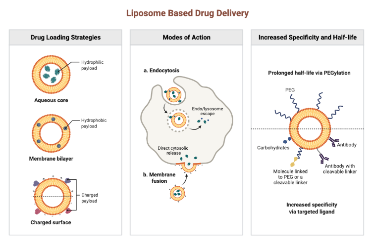 Liposome Based Drug Delivery | BioRender Science Templates