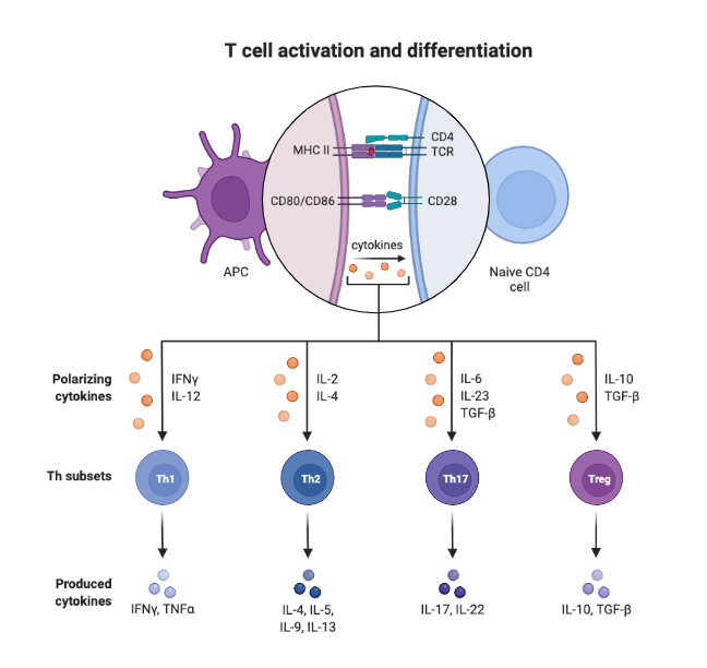 T cell activation and differentiation | BioRender Science Templates