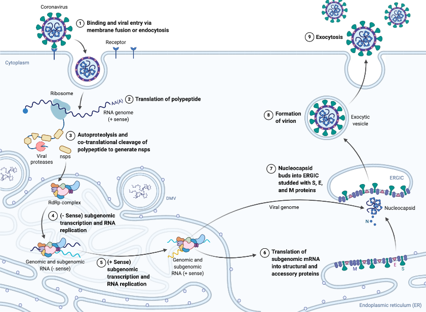 Life Cycle of Coronavirus | BioRender Science Templates