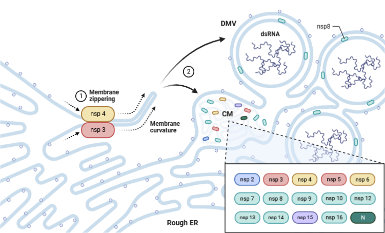 Diagram of Convoluted Membranes (CM) and Double Membrane Vesicles (DMV ...