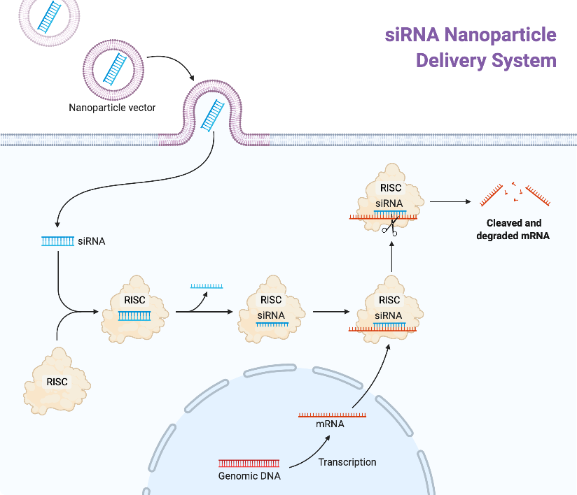 siRNA Nanoparticle Delivery System | BioRender Science Templates