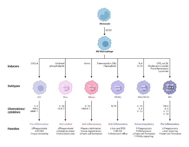 Macrophage Subtypes in Atherosclerosis | BioRender Science Templates